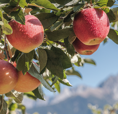 Bio-Äpfel aus Südtirol | Bio Marlene®